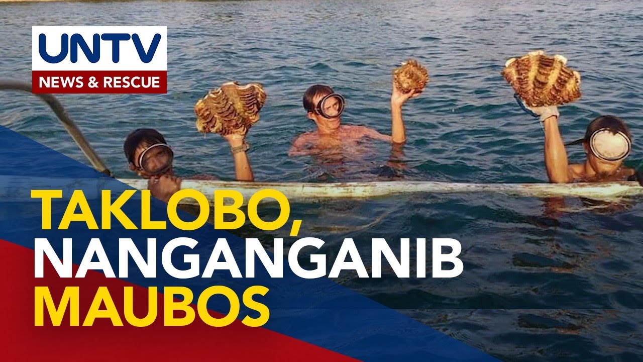 Giant clam sa Polillo Island, Quezon, nanganganib na maubos - YouTube