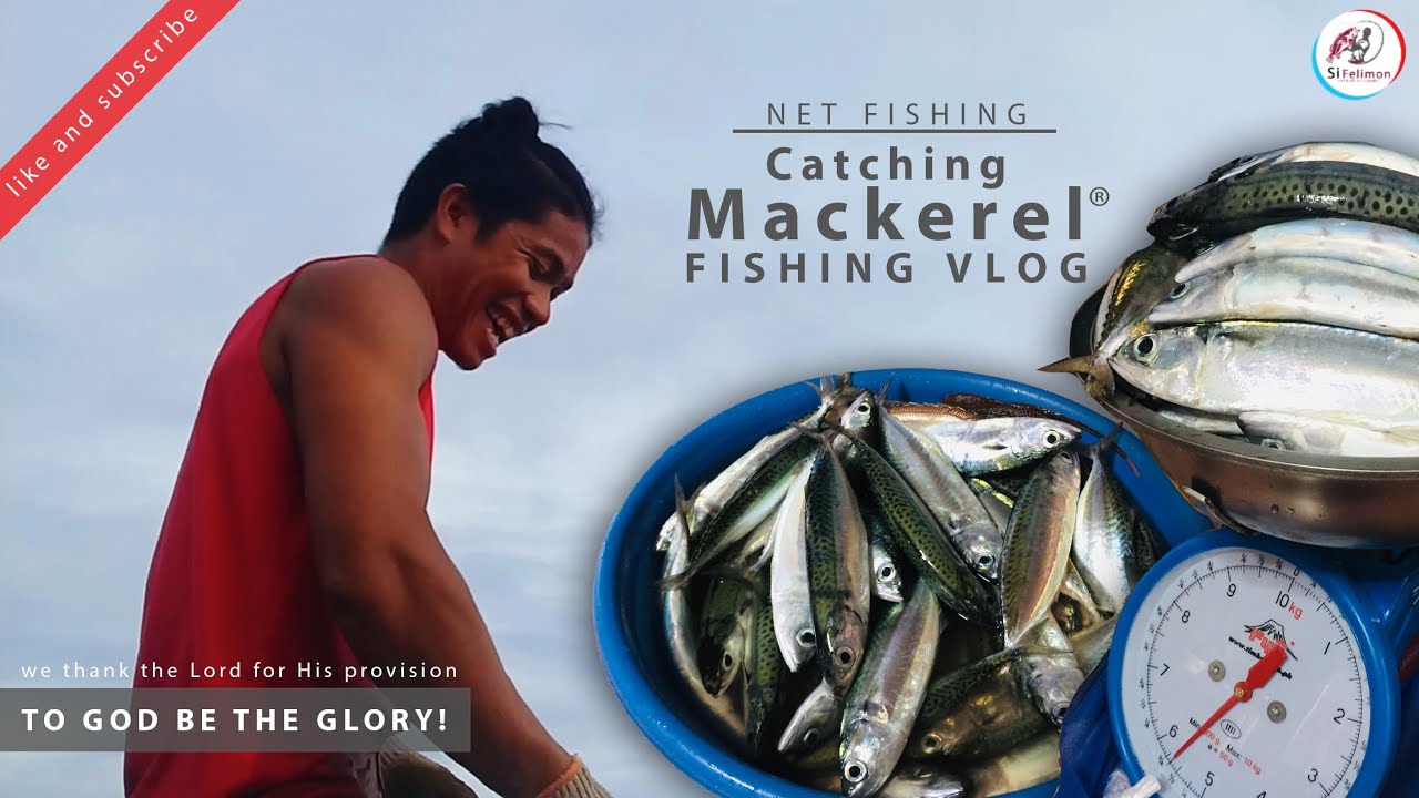 NET FISHING | catching mackerel - YouTube