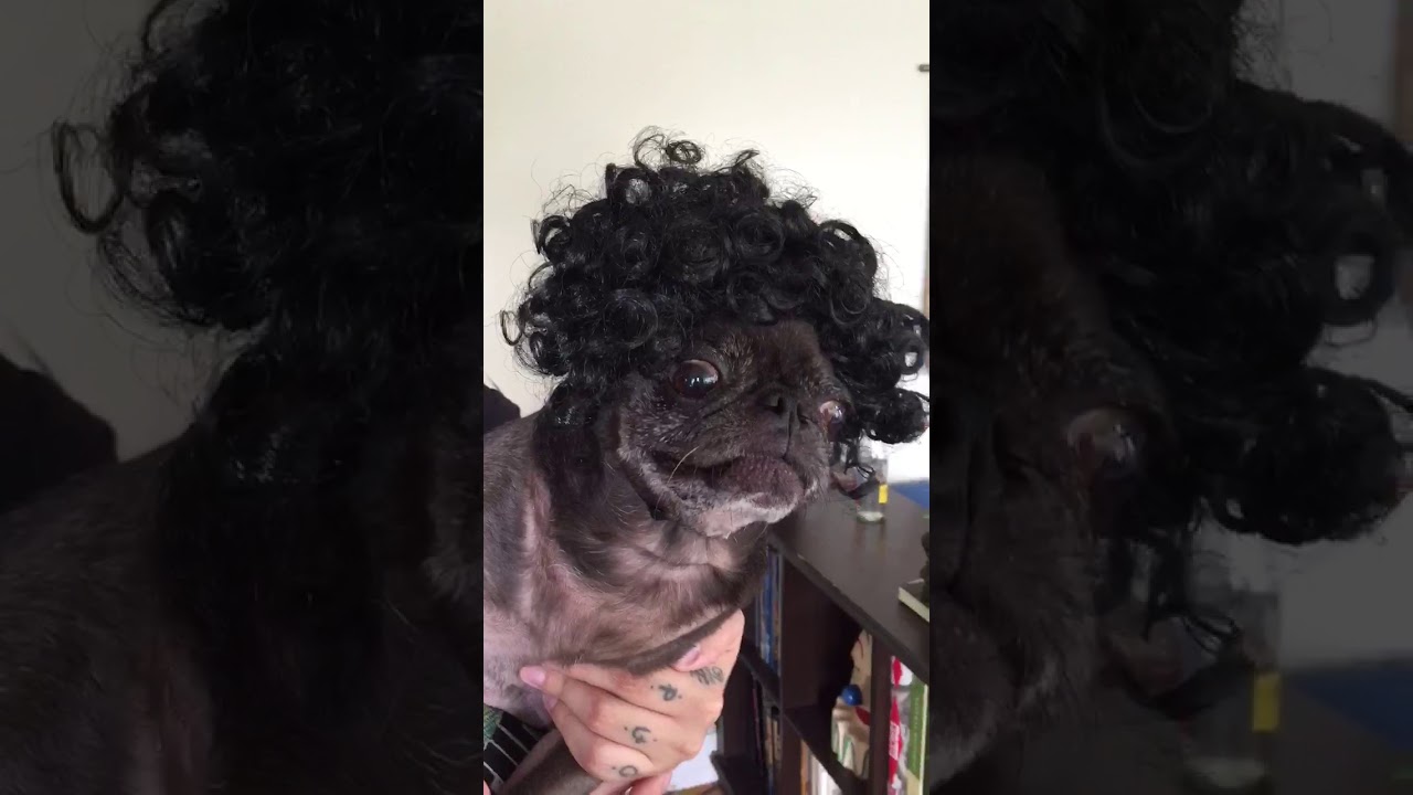 Animalsdt black dog wearing curly haired black wig - YouTube