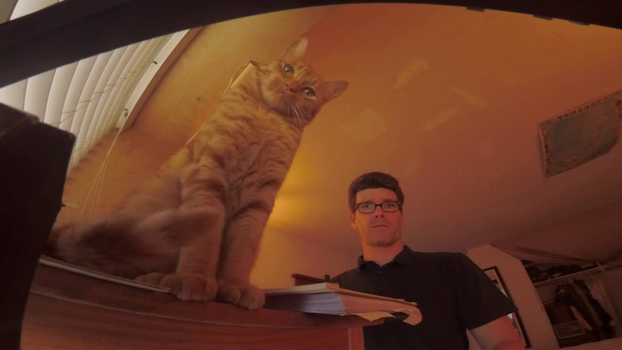 Calculus-cat - YouTube