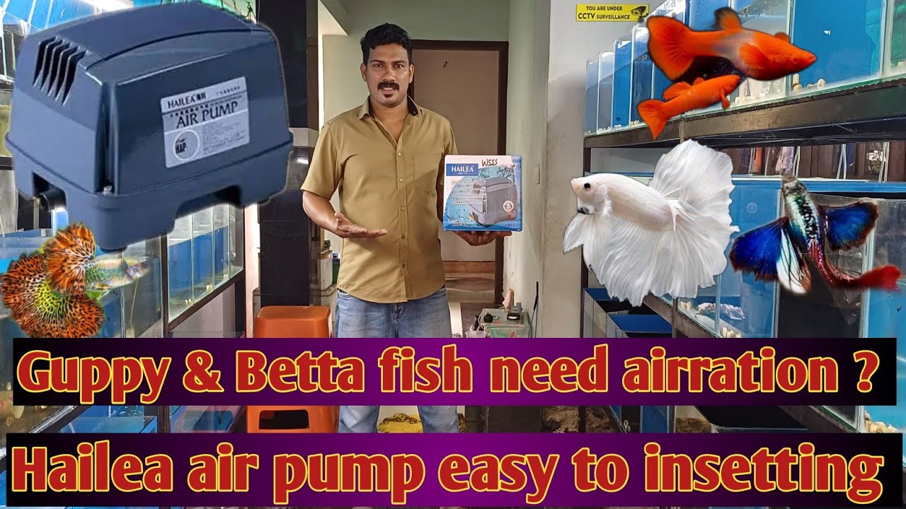 Hailea air pump easy to insetting | Guppy and betta fish need airration ...