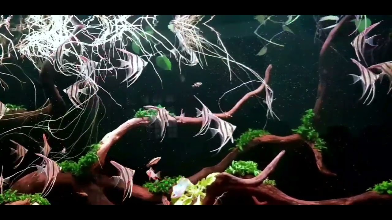 wild altum atabapo & black river - YouTube
