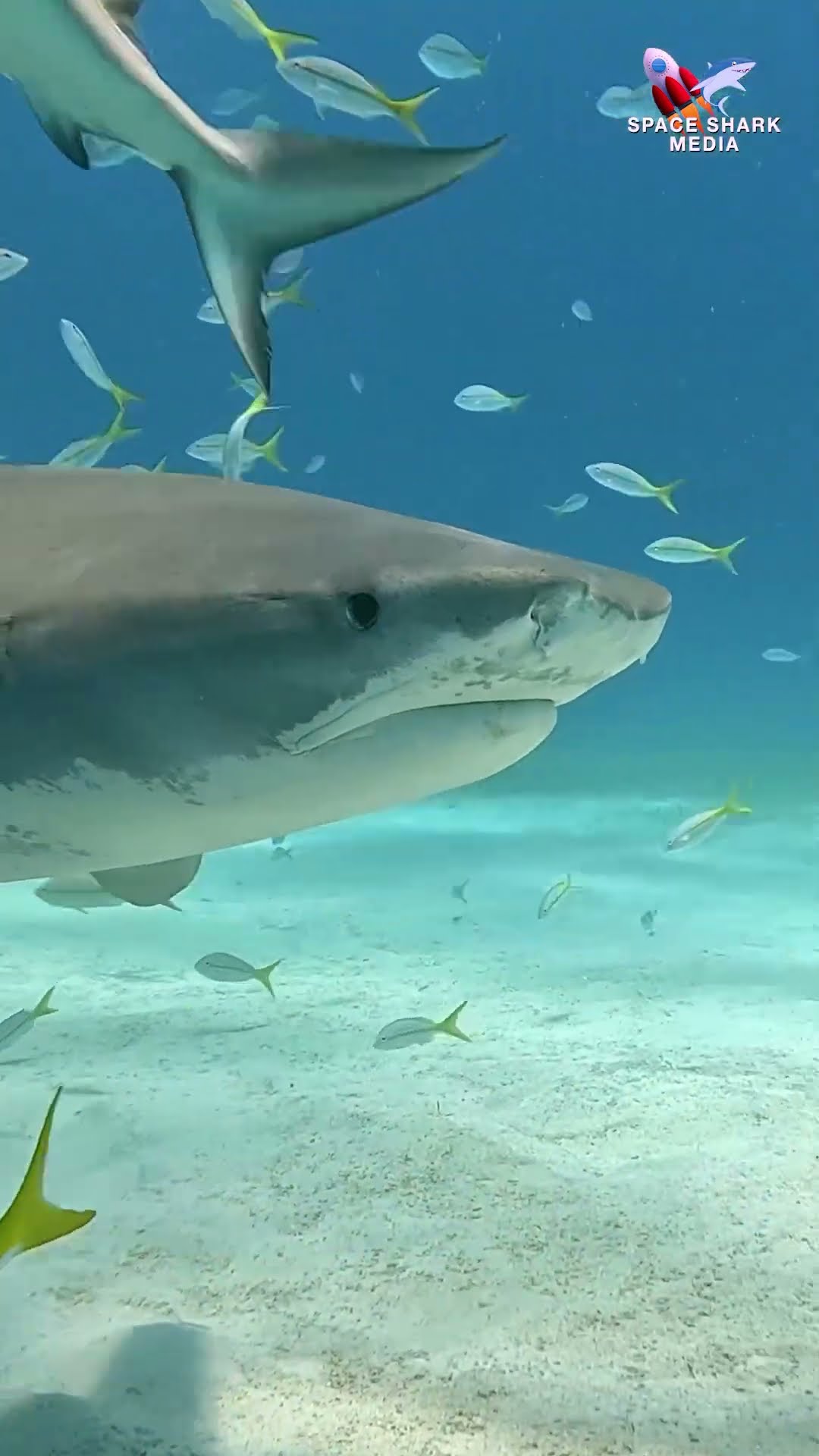 Tiger Shark nose rub wink #shark #sharks #sharkweek #ocean #explore # ...