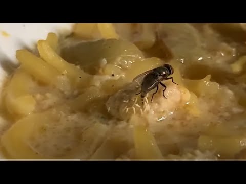 What Happens If You Accidentally Eat Housefly Eggs