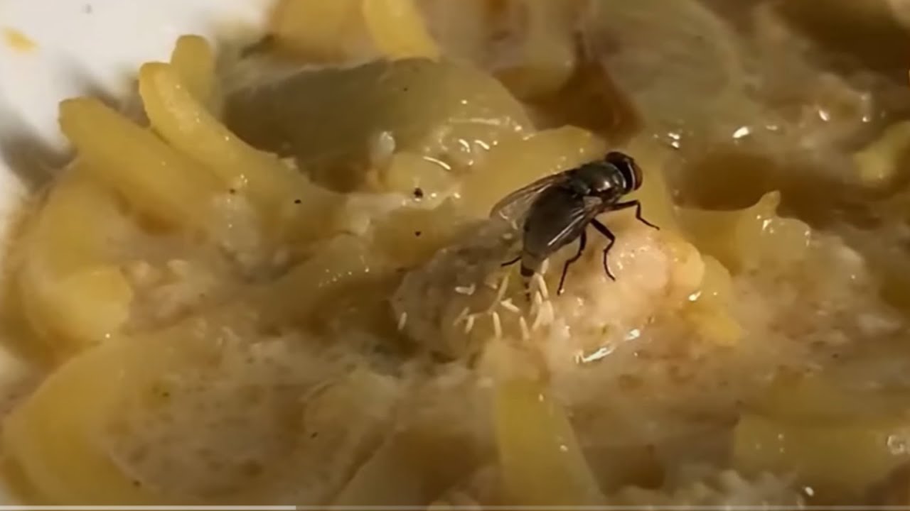 😱 Accidental Ingestion - The Startling Reality of Eating Fly Eggs - YouTube