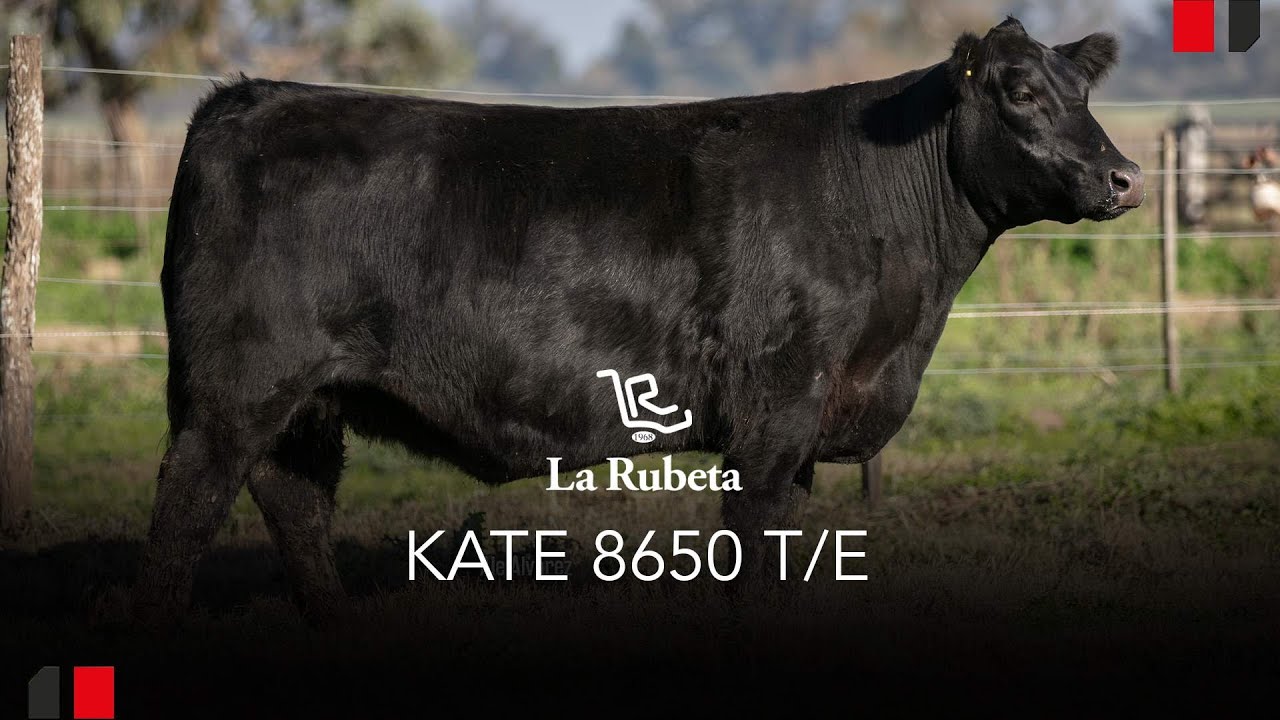 Remate La Rubeta 2024, Rp 8650 - YouTube