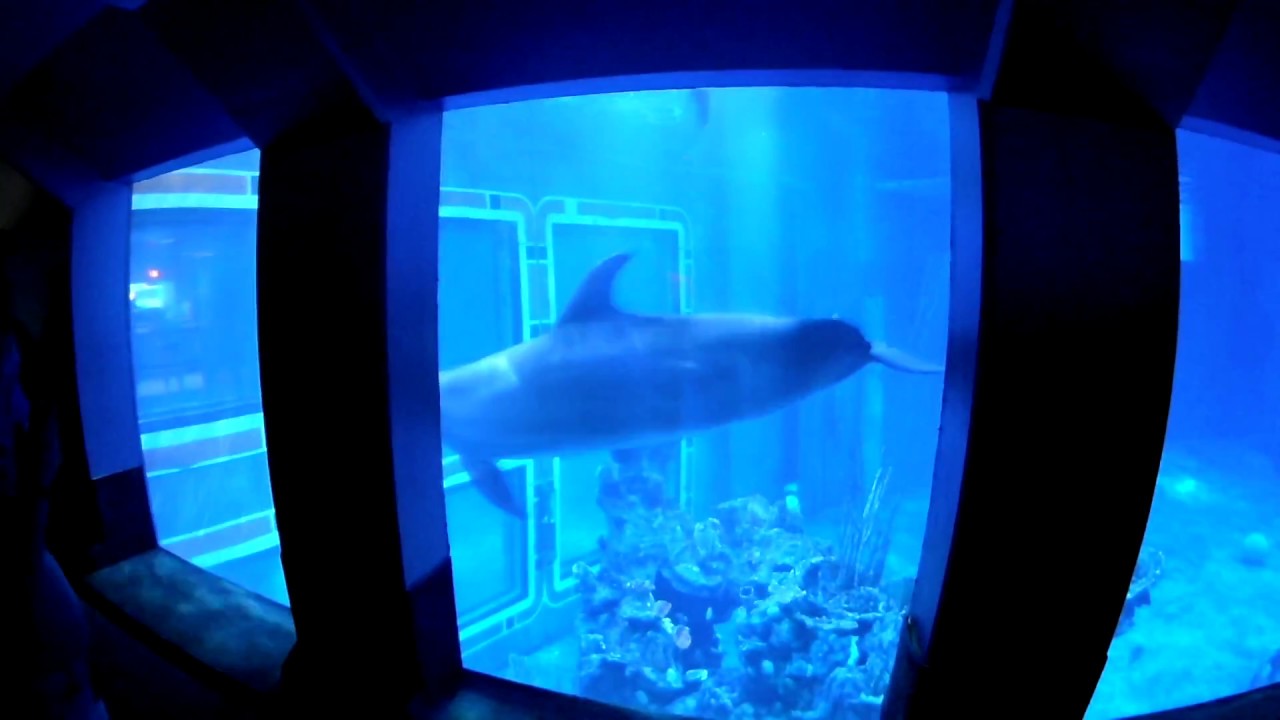 The Seas with Nemo and Friends Aquarium - Dolphin Feeding - EPCOT ...