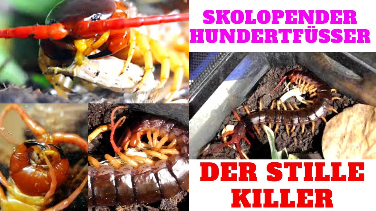 STILLER KILLER / SKOLOPENDER / SCOLOPENDRA DEHAANI / GIANT CENTIPEDE ...