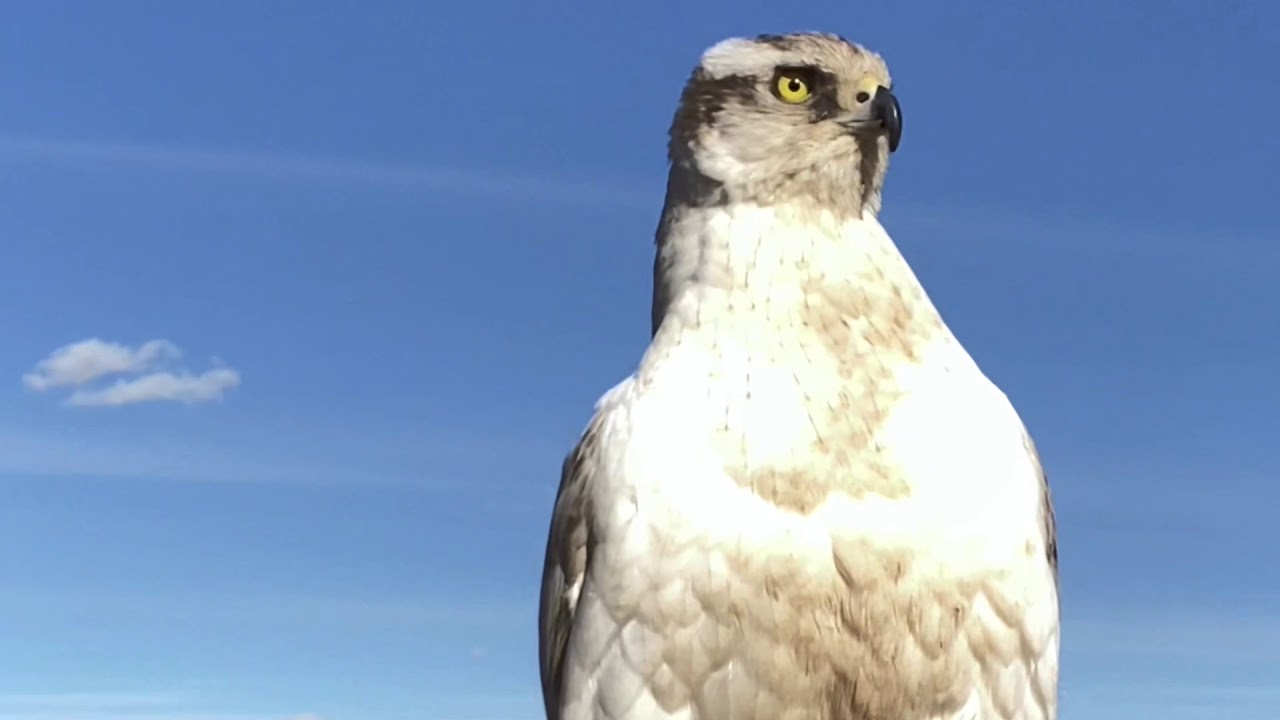 Duckhawking with Siberian Goshawks End of season. - YouTube