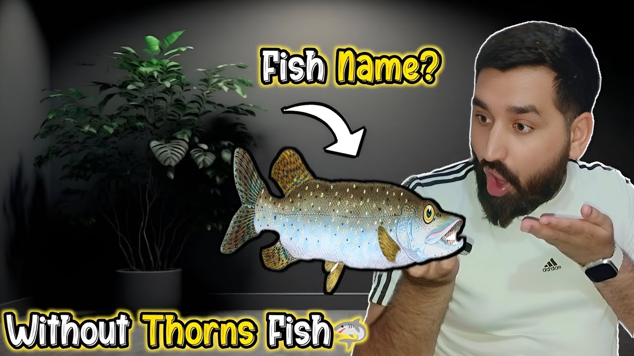 Kid's Demand Done| Kanto ke bagair Fish🦈 Khilai Bacho ko😍| Happy Baloch ...