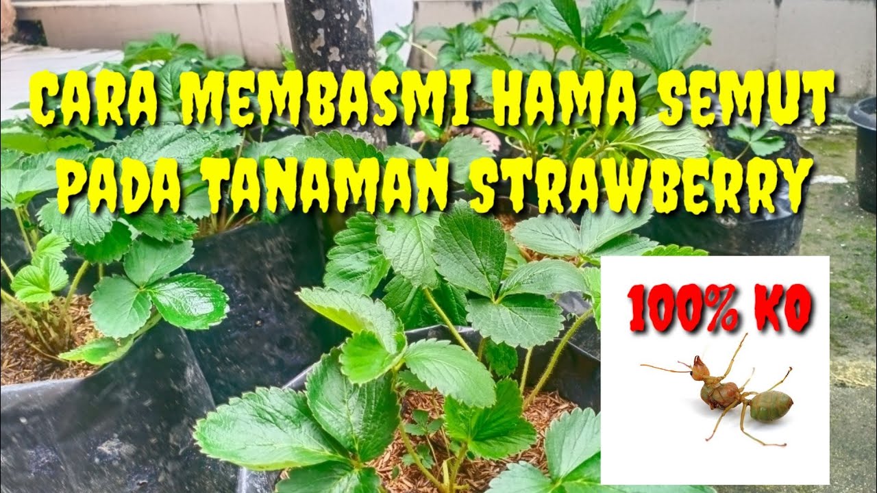 Cara Membasmi Hama Semut yang Menyerang Tanaman #kontenkreator #Ilham ...