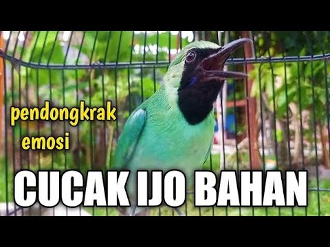 PENDONGKRAK EMOSI CAK JENGGOT DI JAMIN JOS - YouTube