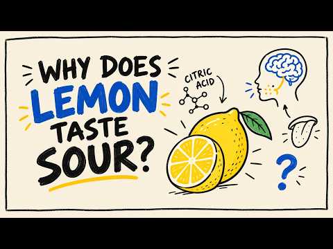 V7 | Why Does Lemon Taste Sour | LoreKeeper
