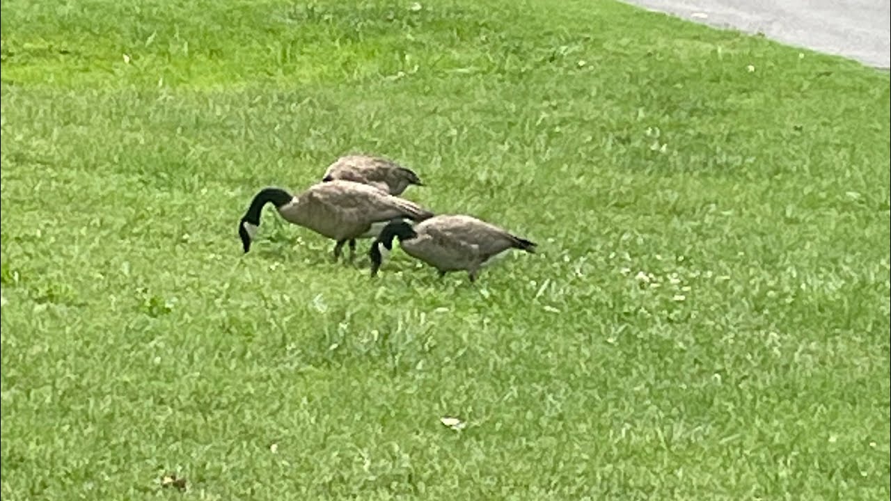 My duck document - YouTube