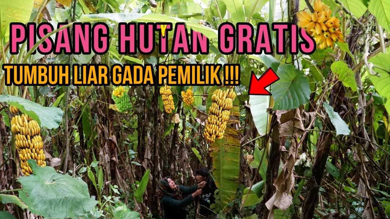 Ribuan Pohon Pisang Tumbuh Secara Liar Ditengah Hutan Tanpa Pemilik ...