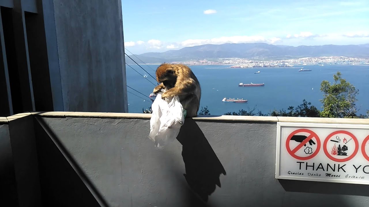 Angry monkey steals shoes on Gibraltar rock - YouTube