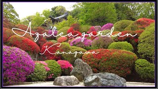 Azalea Garden  in Japan 4k