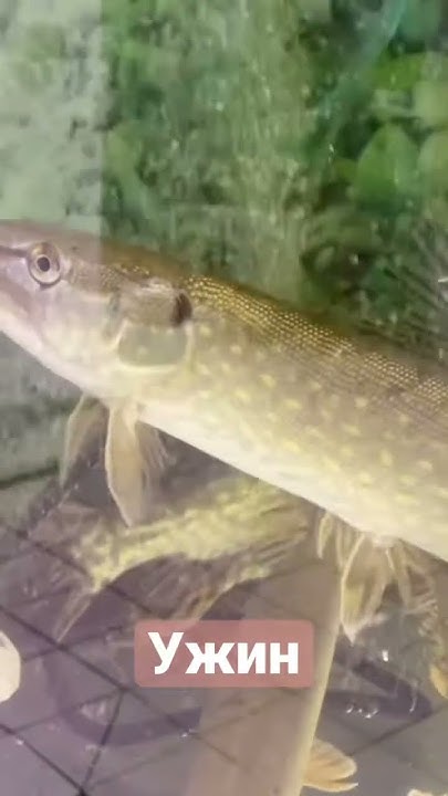 Чудная рыба #fish #ашан - YouTube