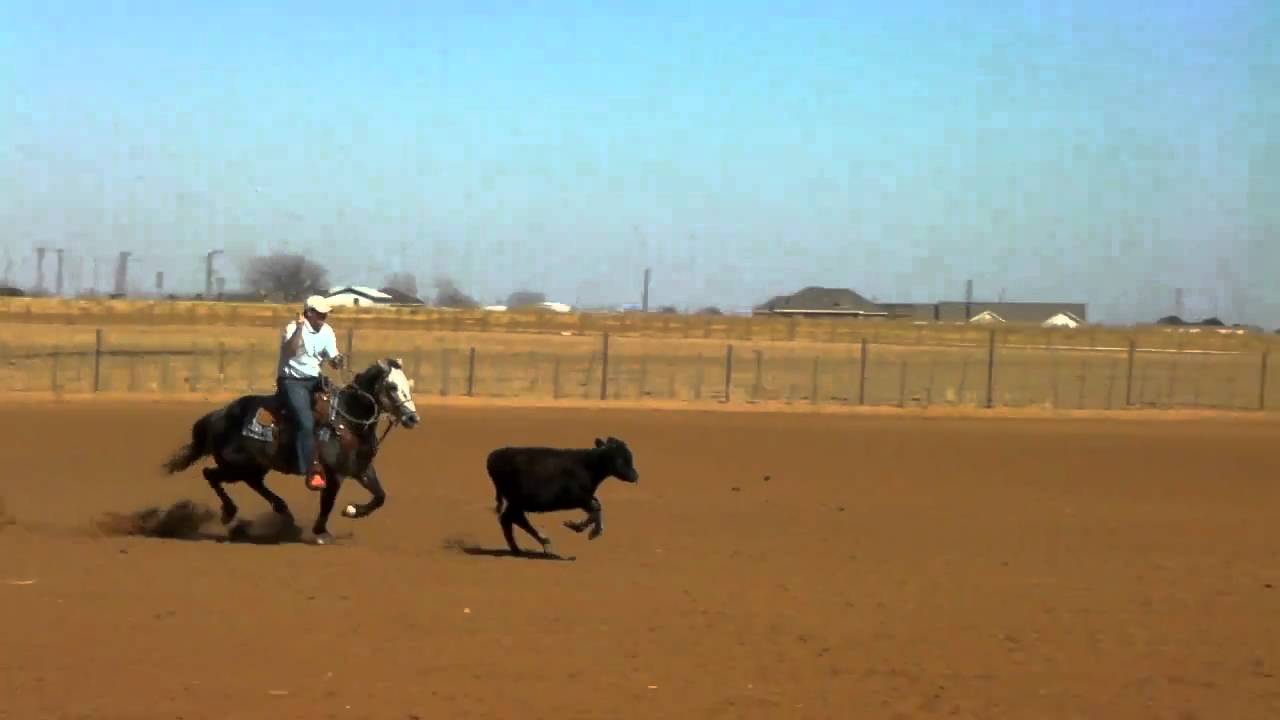 Illini Buckaroo-Knot Roping Duck Right - YouTube