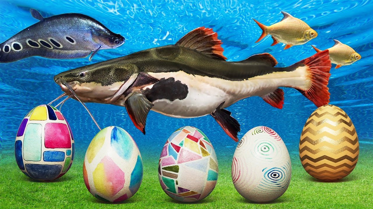 Surprise colorful eggs filled with giant ferocious fish #fish - YouTube