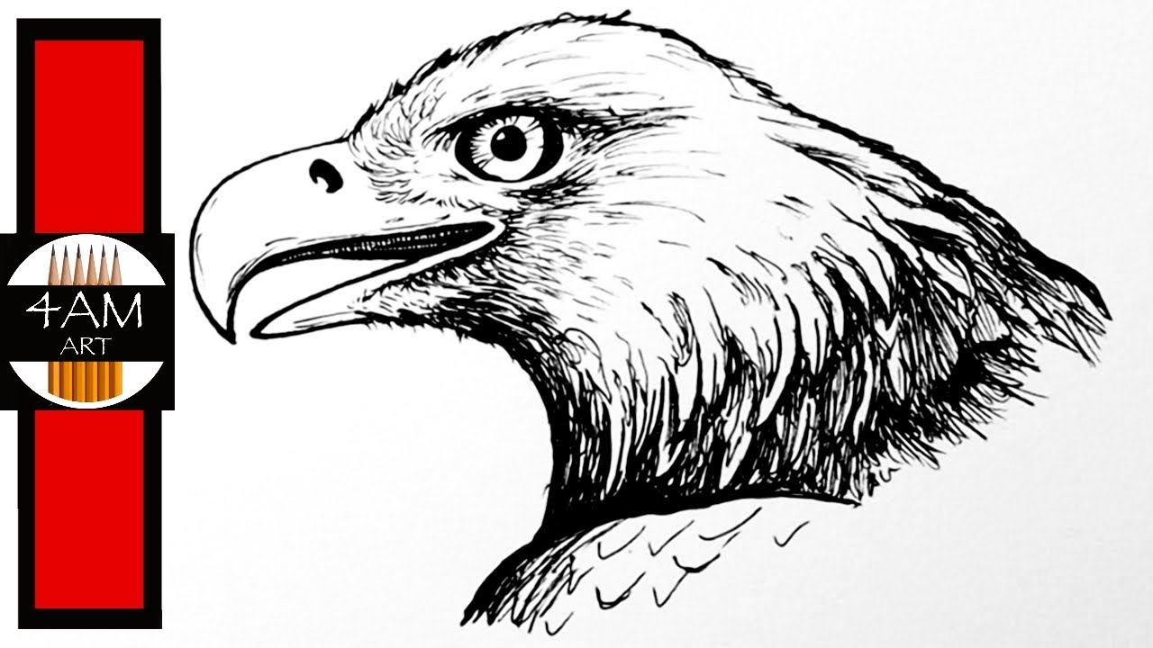 How to Draw an EAGLE, step by step in Pen and Ink - YouTube