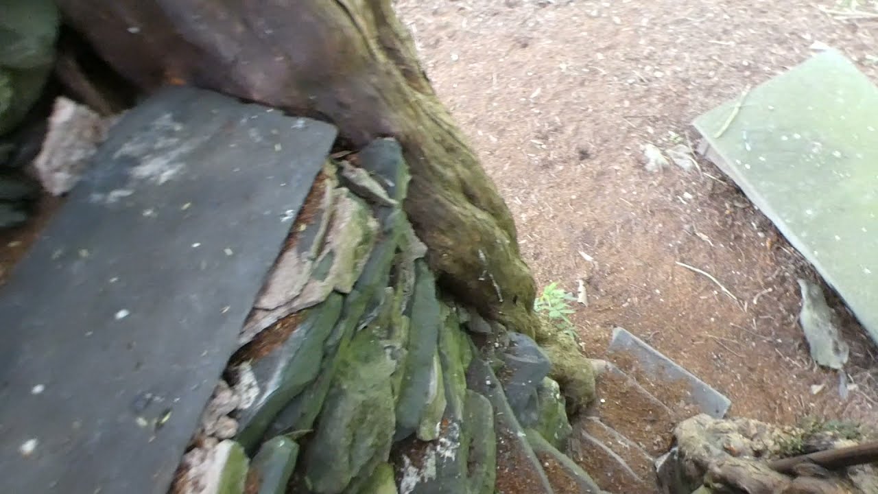 Famous ancient Yew Tree containing a preaching pulpit at Nantglyn ...