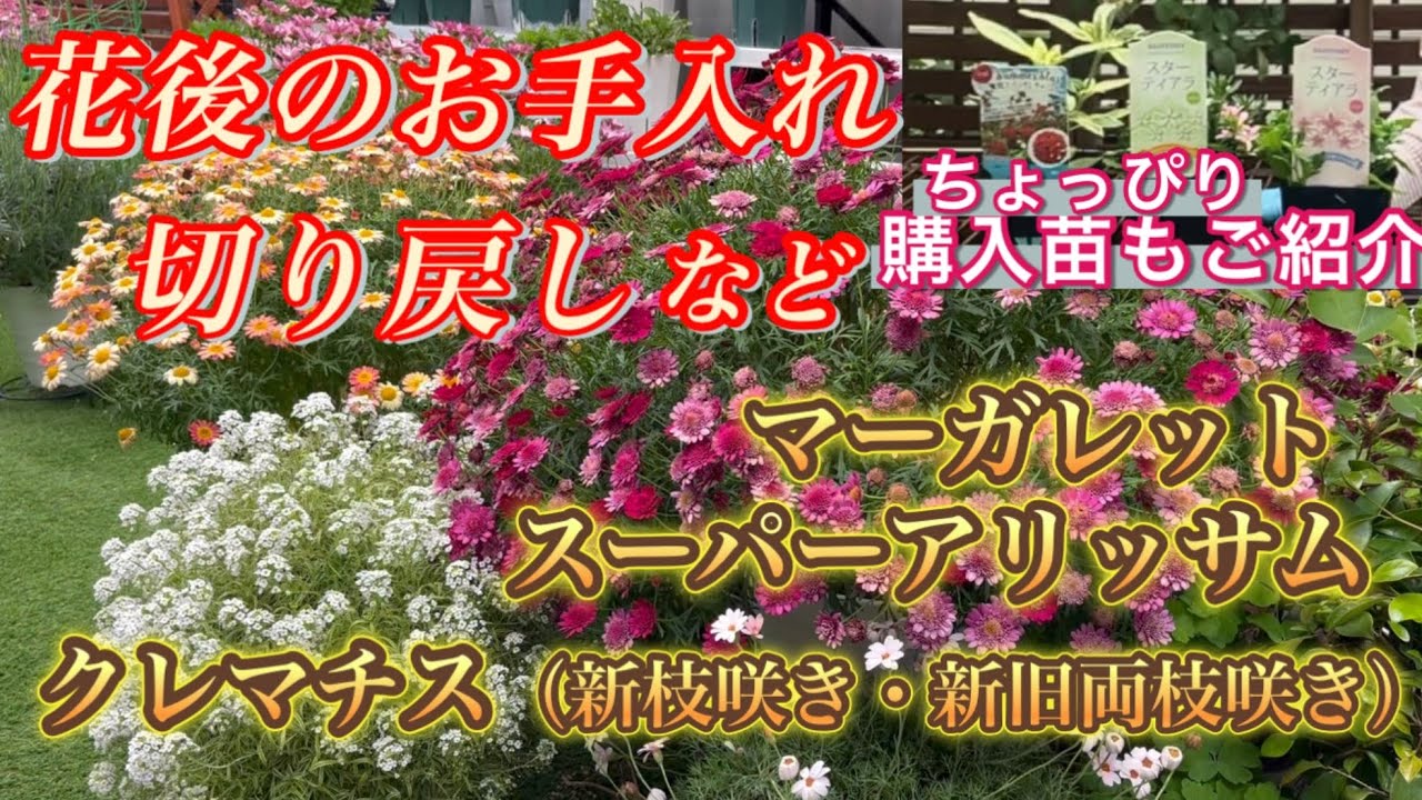 【花後のお手入れ】【購入苗ご紹介】マーガレット・スーパーアリッサム・クレマチスの花後のお手入れと購入苗もちょっぴりご紹介です。 - YouTube