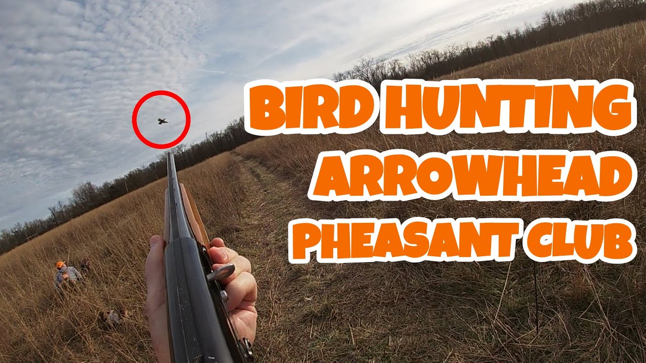 Bird Hunting at Arrowhead Pheasant Club | McGillicuddy Kennels - YouTube