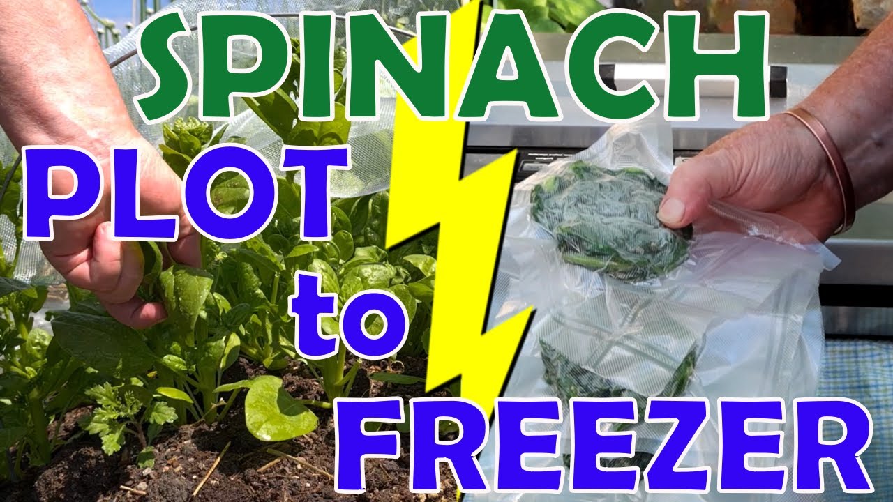 Spinach - Plot to Freezer in a few hours! - YouTube