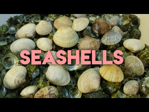 Paano makahanap at manguha ng seashells sa tabing dagat/ulam na - YouTube
