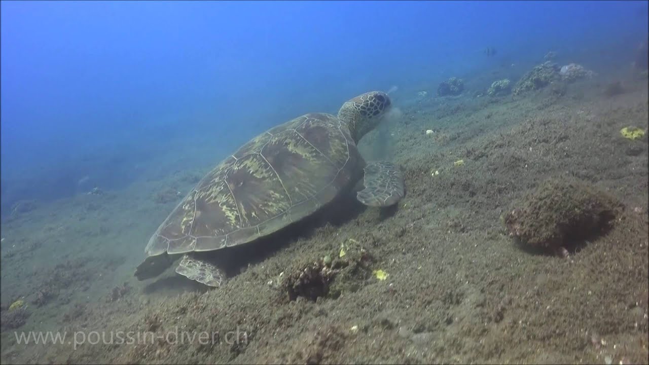 tortue verte - Chelonia mydas - YouTube