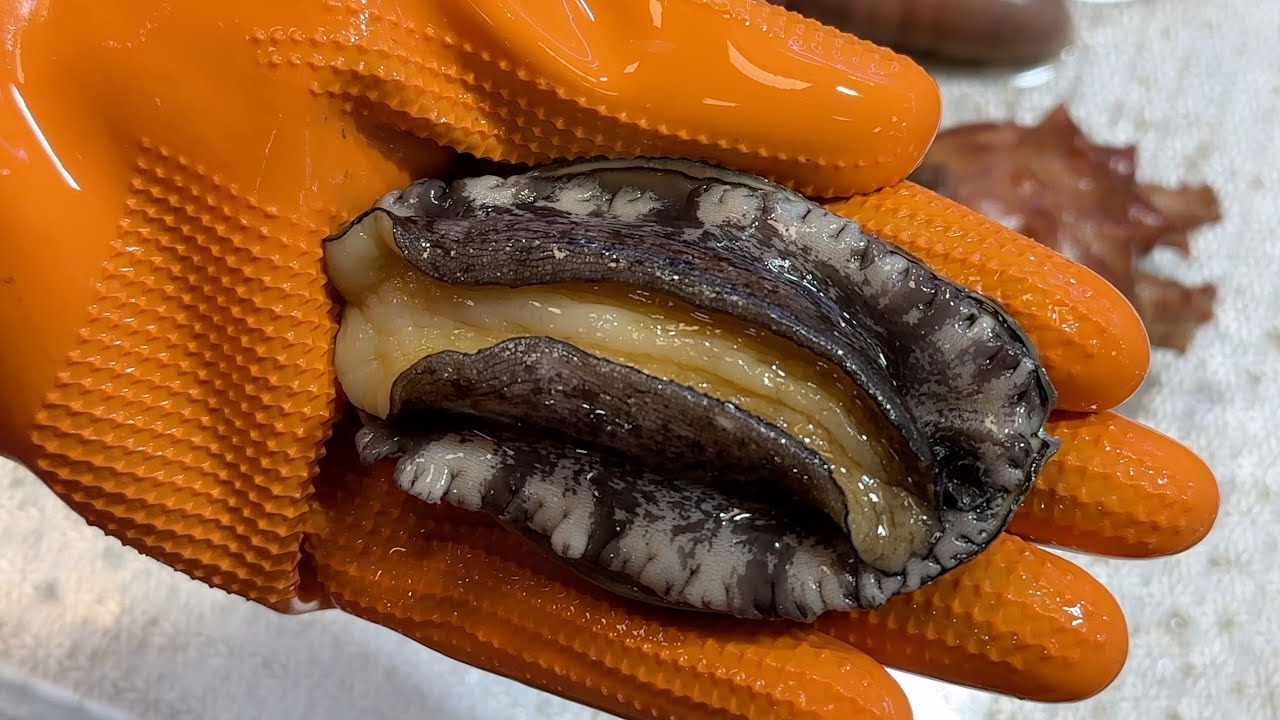 Korean Street Food - Abalone, Penis fish, Sea squirt - YouTube