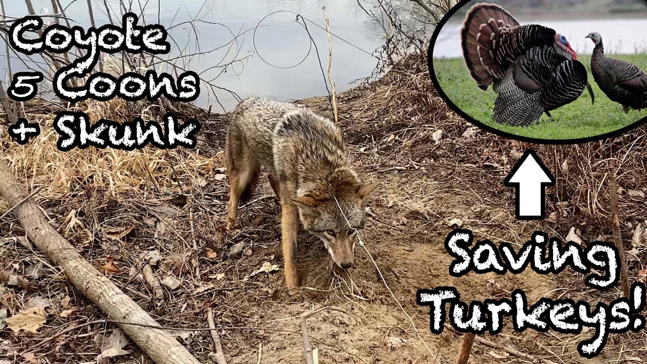 Trapping Nest Predators to SAVE Turkeys! | BIG Coyote caught on Beaver ...