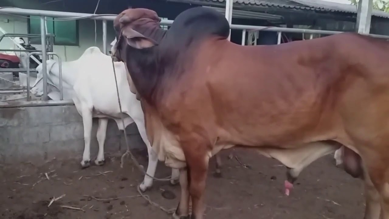 Amazing Big Cow Mating Video 2021 | Cow Mating | Cows Traditional ...