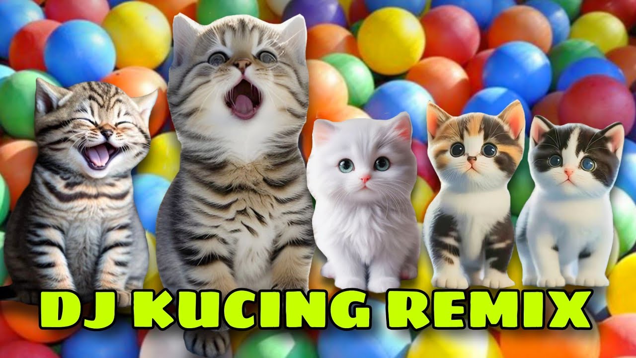 dj KUCING‼️FUNNY CATS COMPILATION‼️CUTE CAT MEONG-MEONG‼️DJ KUCING ...