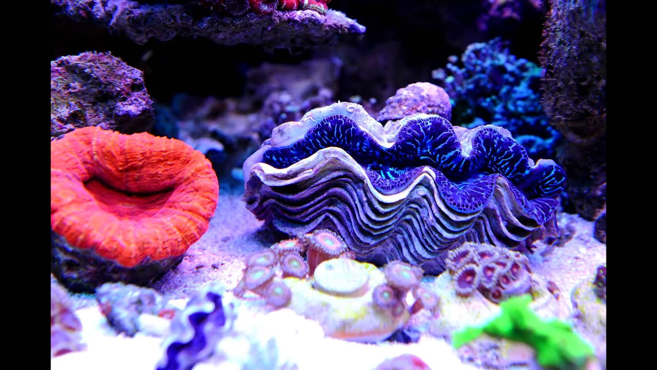 Firebretha 's clam in time lapse. - YouTube