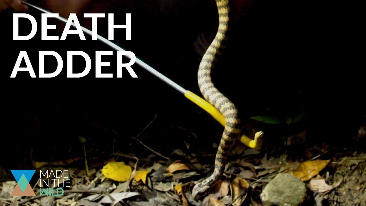 Fastest Strike on the Planet! Ft. Death Adder - YouTube