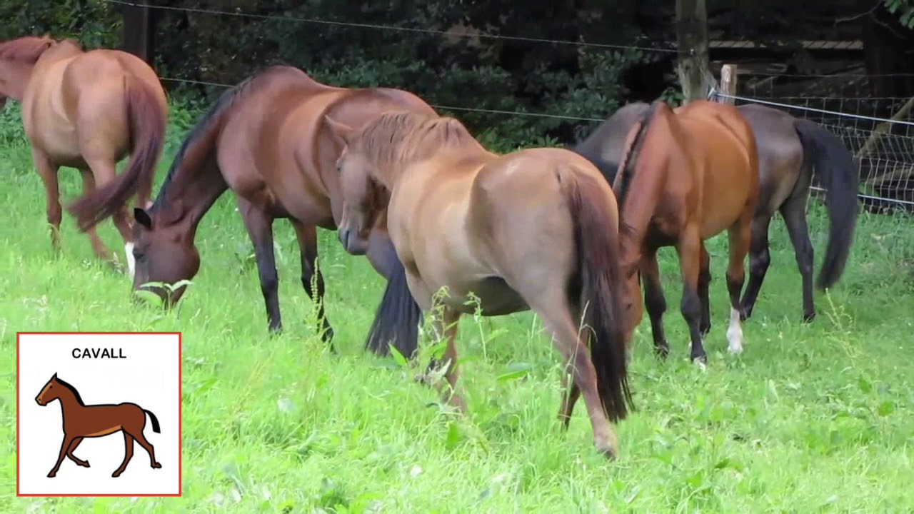 TR3SET - MusiJoc: Quin animal sóc? - YouTube