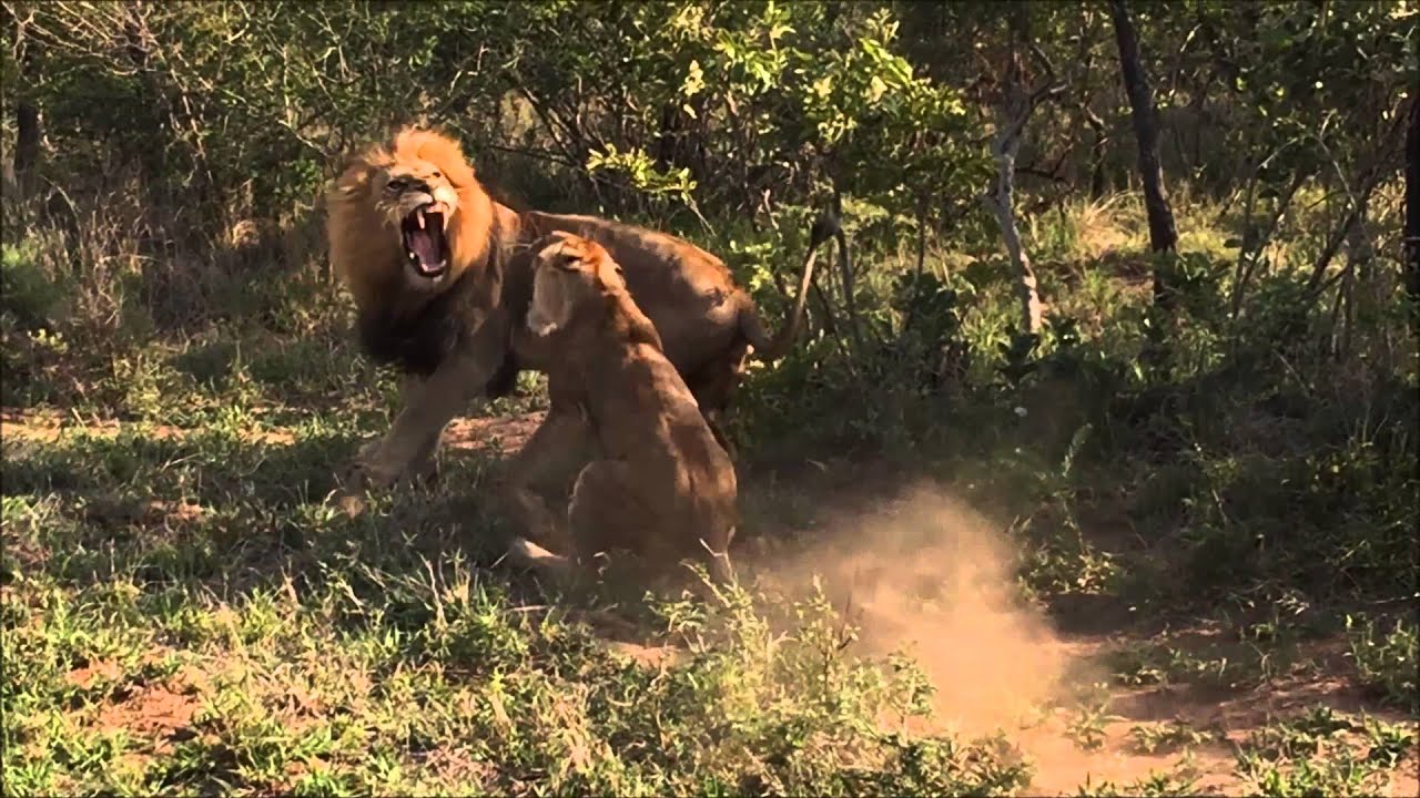 Agressive Lion Mating (South Africa) - YouTube