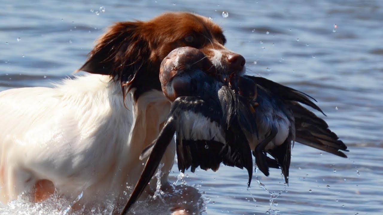 ΚΥΝΗΓΙ ΥΔΡΟΒΙΩΝ 2023:duck hunting.. #shotkam .. - YouTube