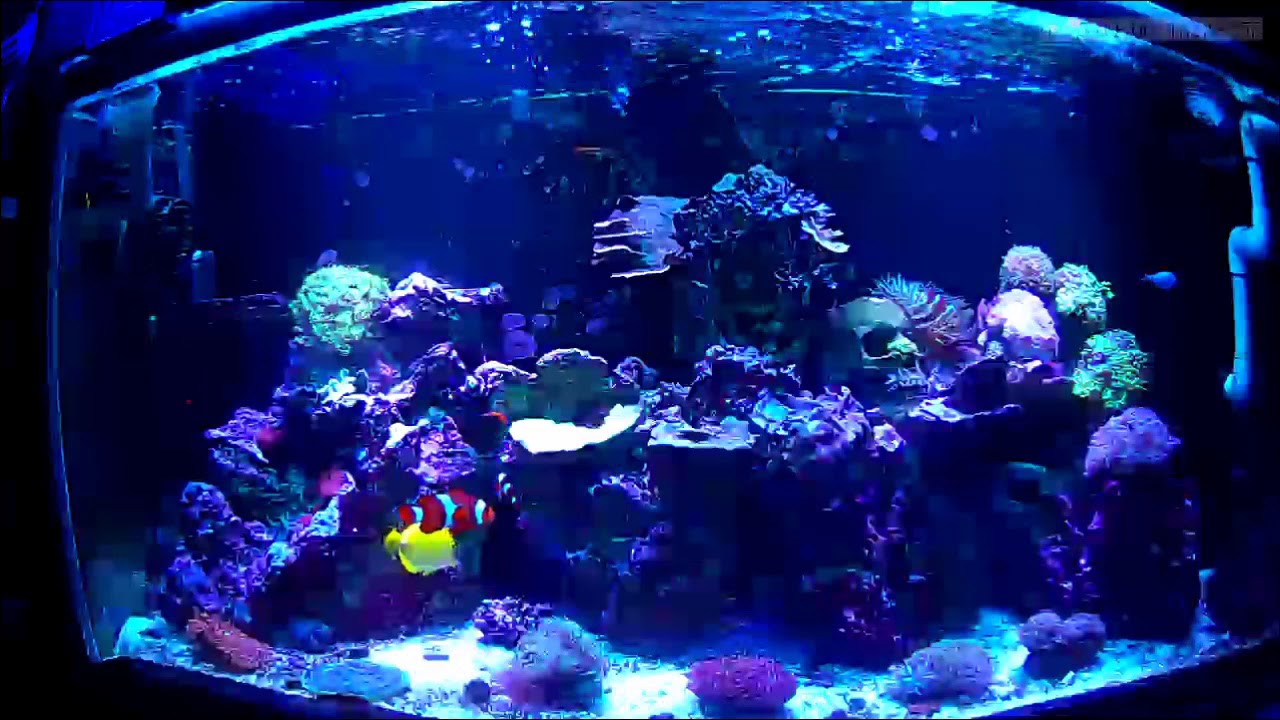Momentum ip camera reef tank - YouTube