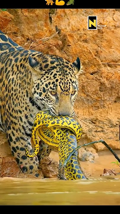 How the Jaguar hunted the python in the water #wildlife National ...