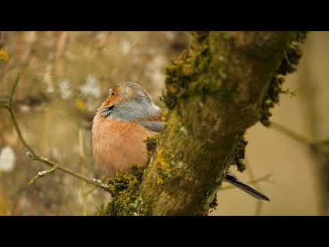 Arkadaş / Yılmaz Güney SEVDA MELTEMİ
