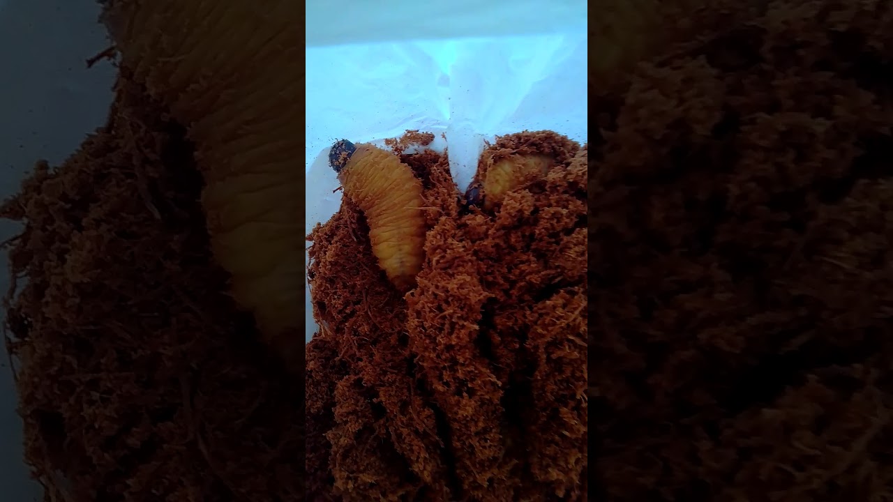 Suri una de las comidas típicas y exóticas de la selva peruana ( lamas ...