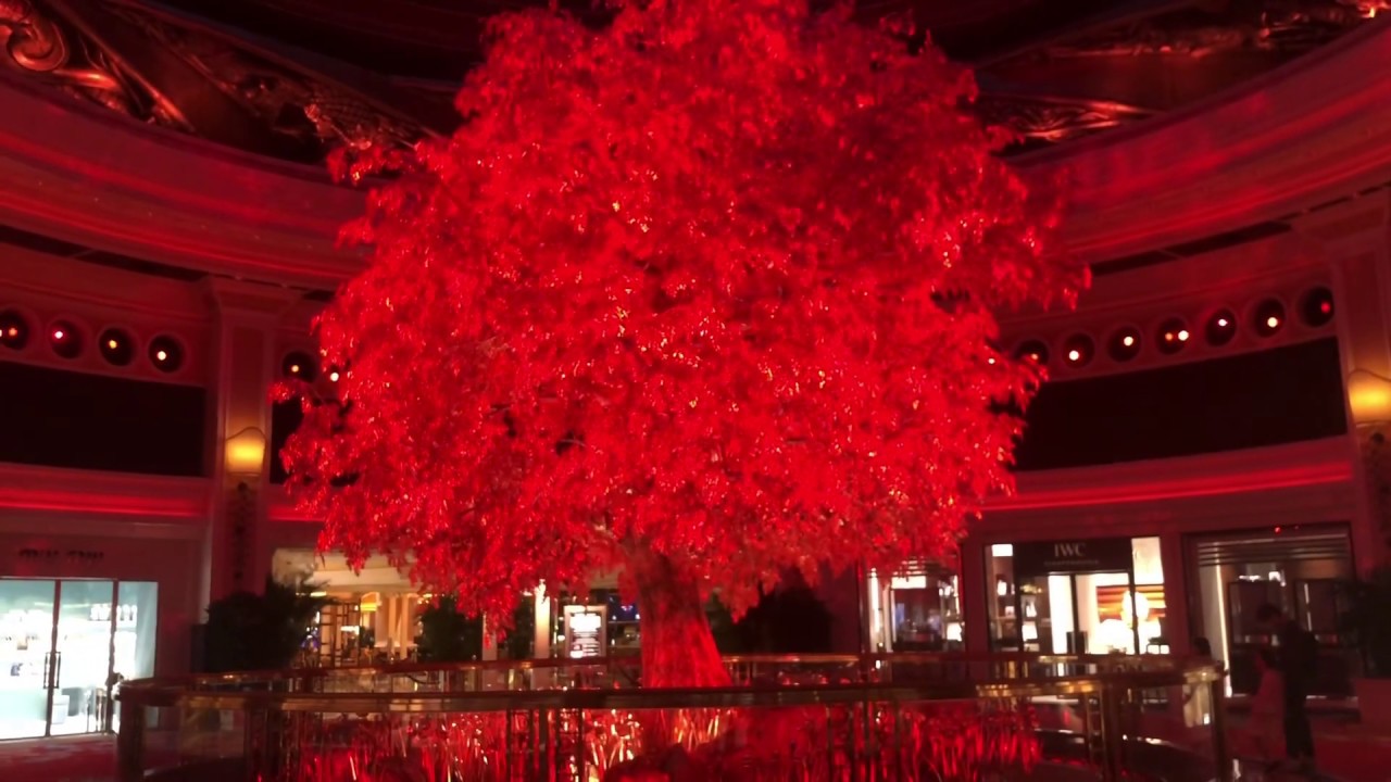 Dhons tv/Golden tree Wynn macau - YouTube