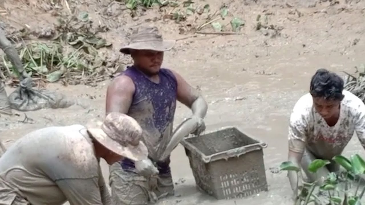 How to catch Snakehead Fish in the mud || Fishing Videos 2023 - YouTube