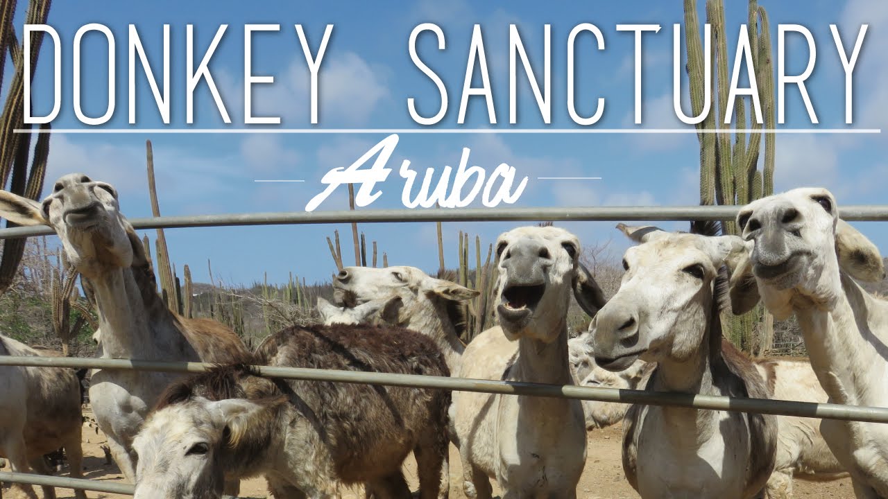 Things To Do In Aruba | Donkey Sanctuary - YouTube