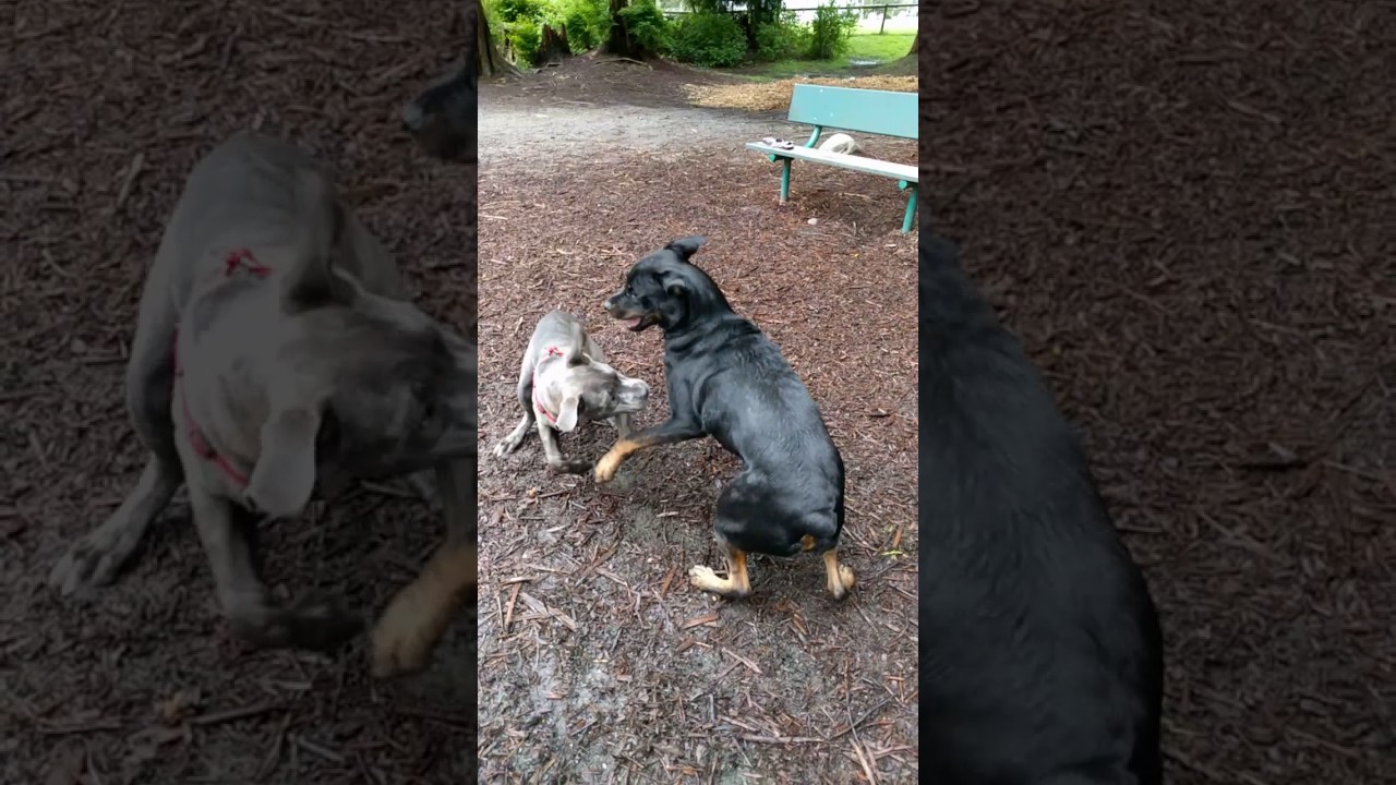 Cane Corso VS Rottweiler - YouTube