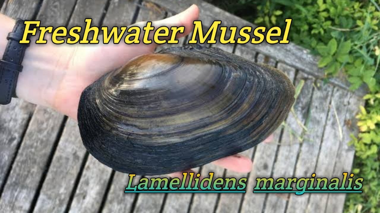 Freshwater Mussel (Lamellidens marginalis) - YouTube