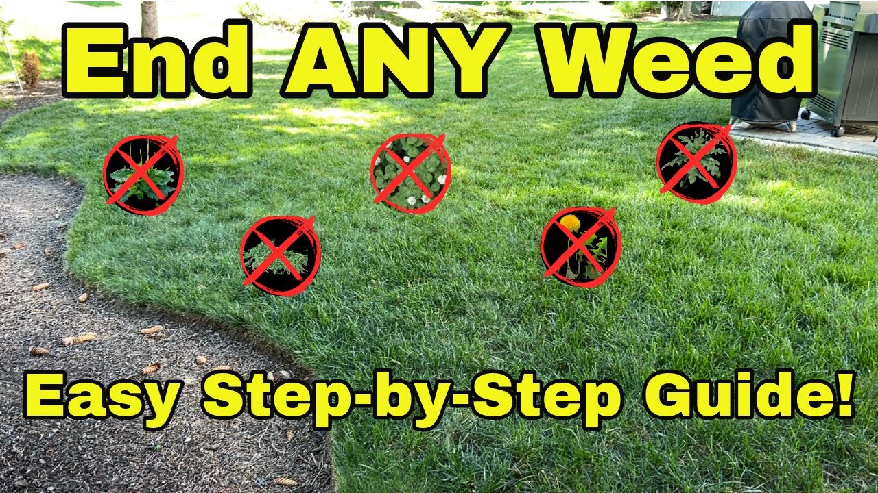 Banish Lawn Invaders: Identify & Eliminate Any Weed Like a Pro! - YouTube